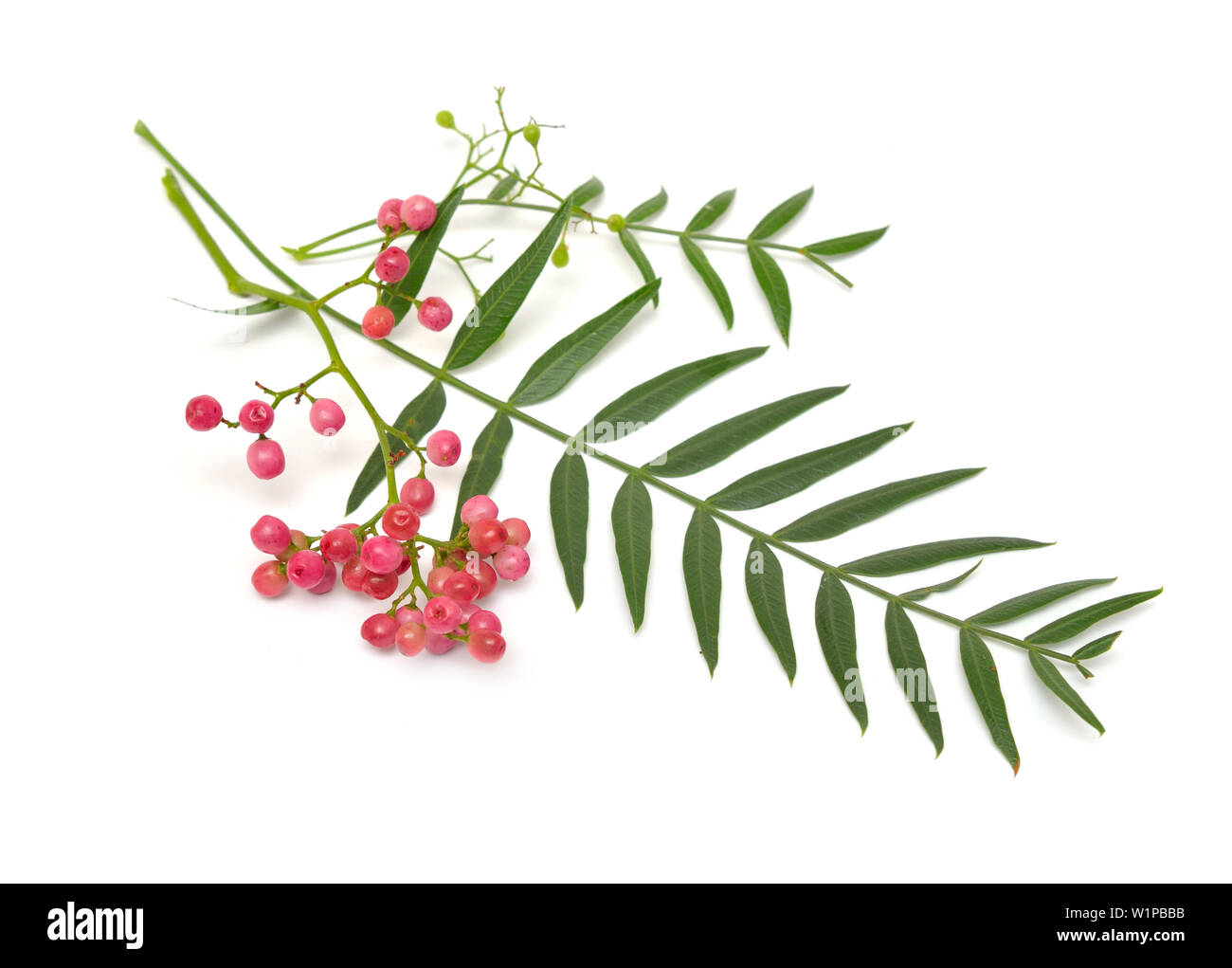 Schinus molle peruvian pepper hi-res stock photography and images - Alamy