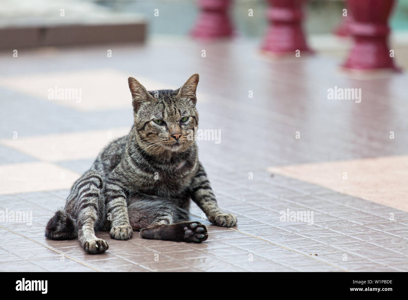 Adult grey tabby cat outside Stock Photo - Alamy
