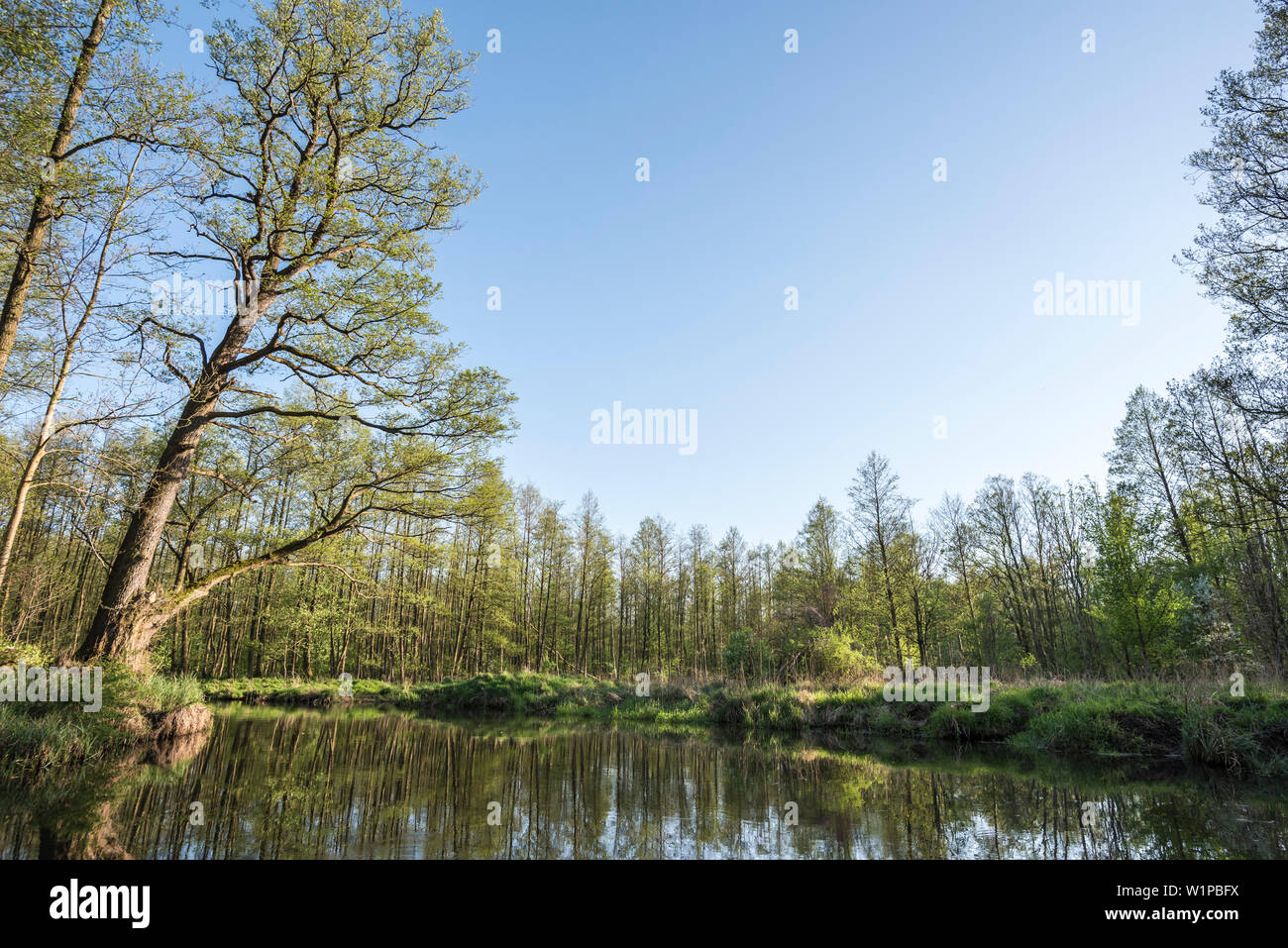 The spreewald in spring hi-res stock photography and images - Alamy