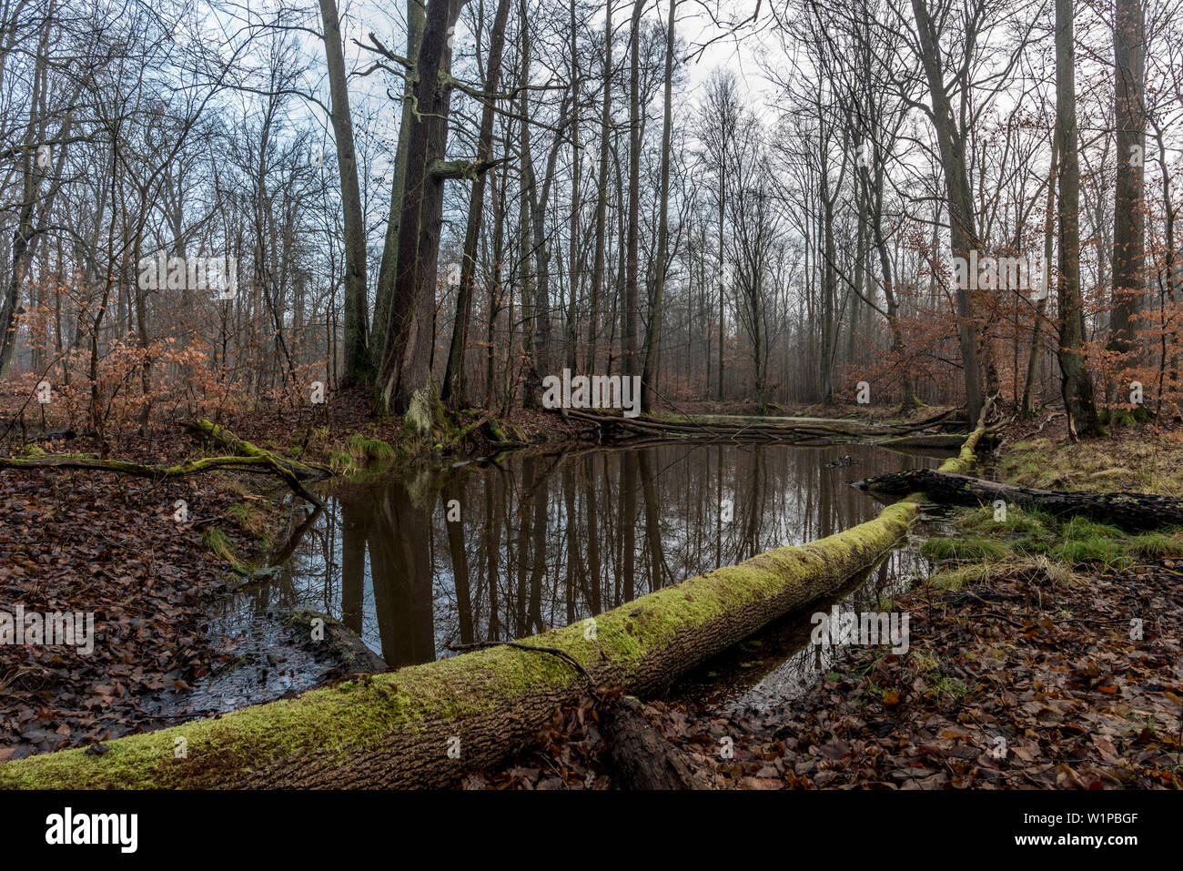 Spreewald Biosphere Reserve, Brandenburg, Germany, Kayaking, Recreation ...