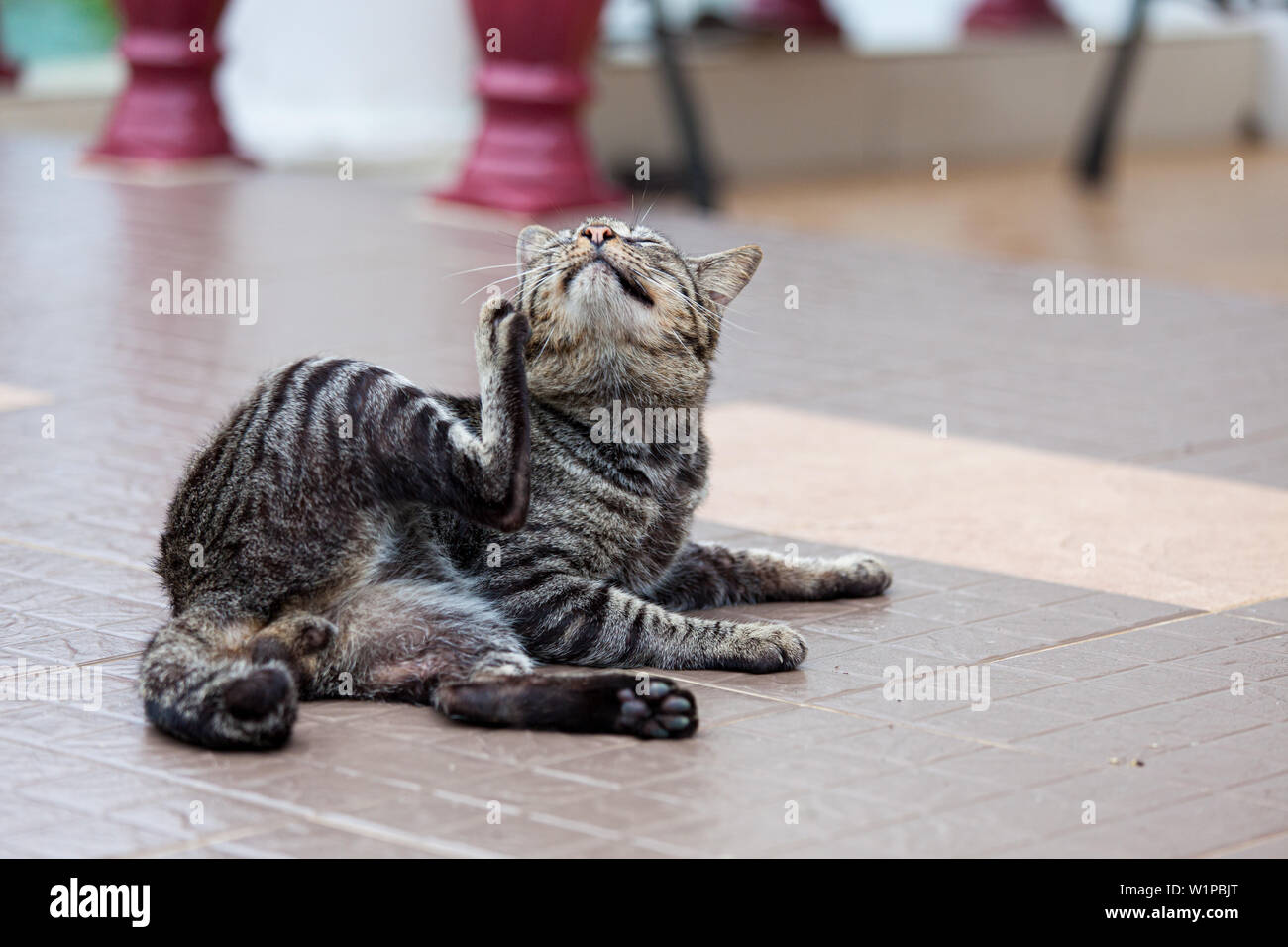 Adult grey tabby cat outside Stock Photo - Alamy