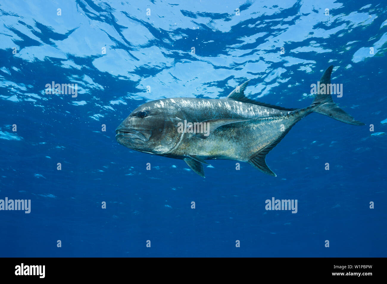 Giant Trevally, Caranx ignobilis, Christmas Island, Australia Stock ...