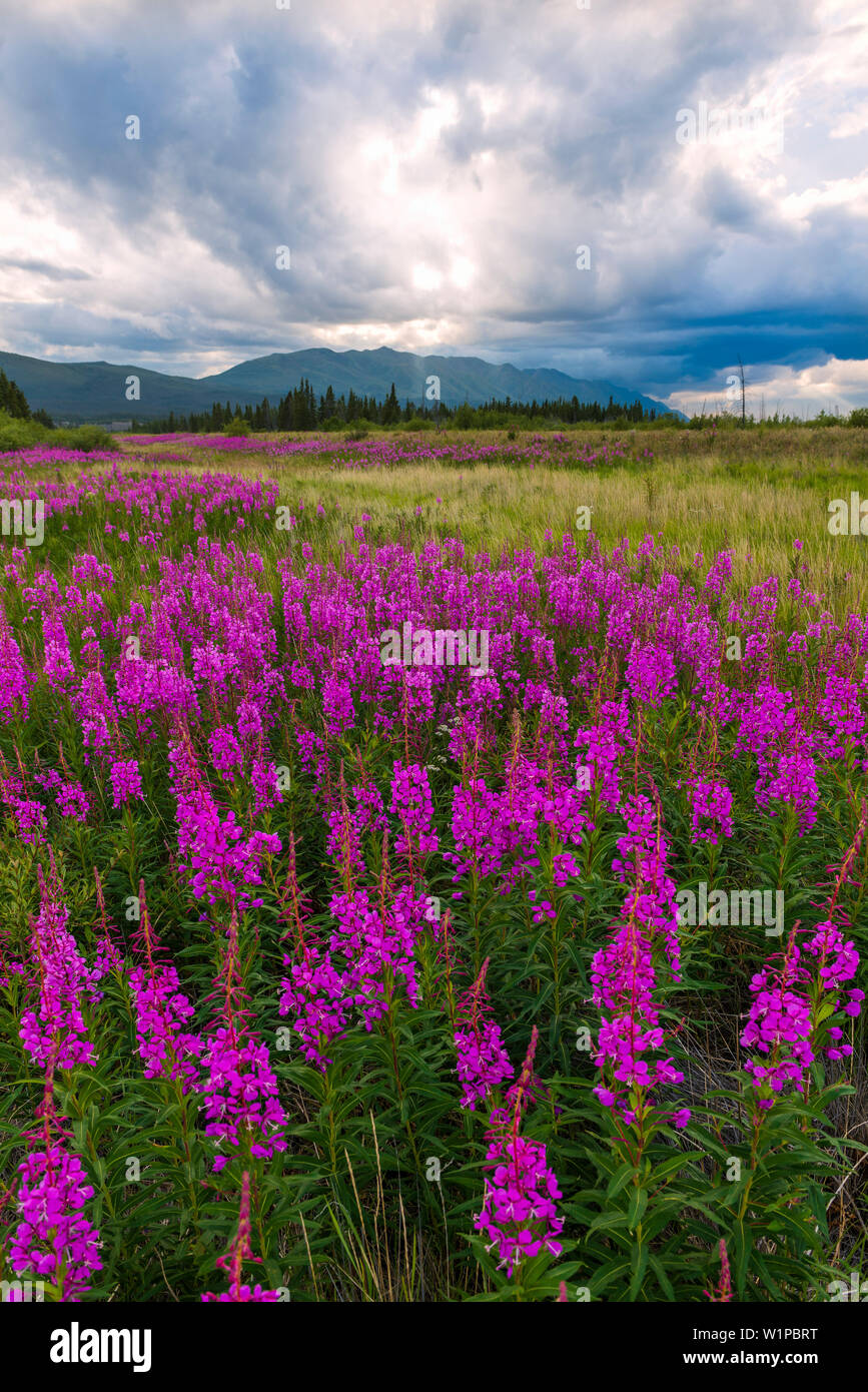 Fire weed hi-res stock photography and images - Alamy