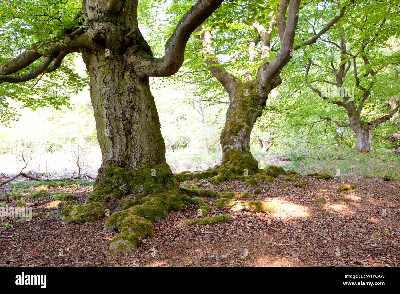 Common beech trees hi-res stock photography and images - Alamy