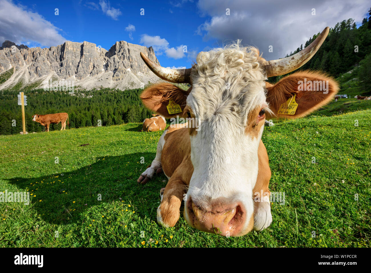 Cattle laying on meadow in front of rock faces, Monte Formin in ...