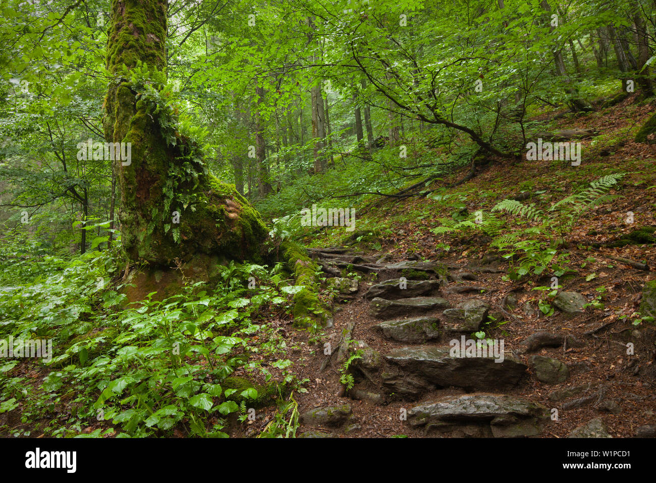 Hiking path to Grosser Falkenstein, Bavarian Forest, Bavaria, Germany ...