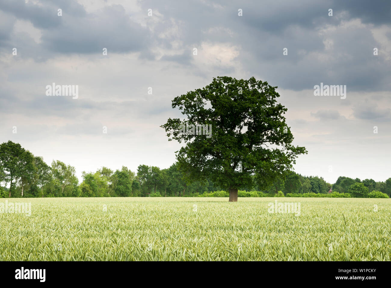 Ruttelerfeld hi-res stock photography and images - Alamy