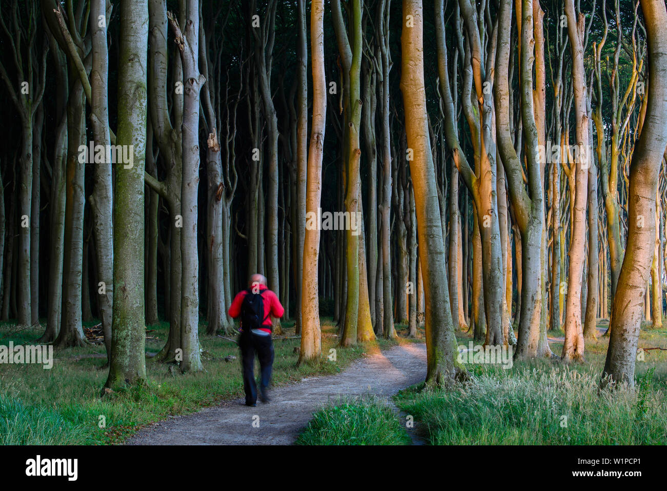 Ghost forest nienhagen mecklenburg vorpommern germany hi-res stock ...