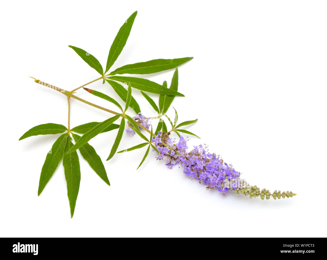 Vitex vitex agnus castus hi-res stock photography and images - Alamy