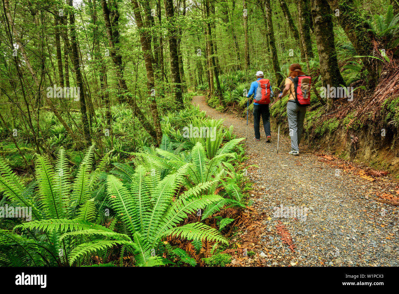 Man ferns hi-res stock photography and images - Alamy