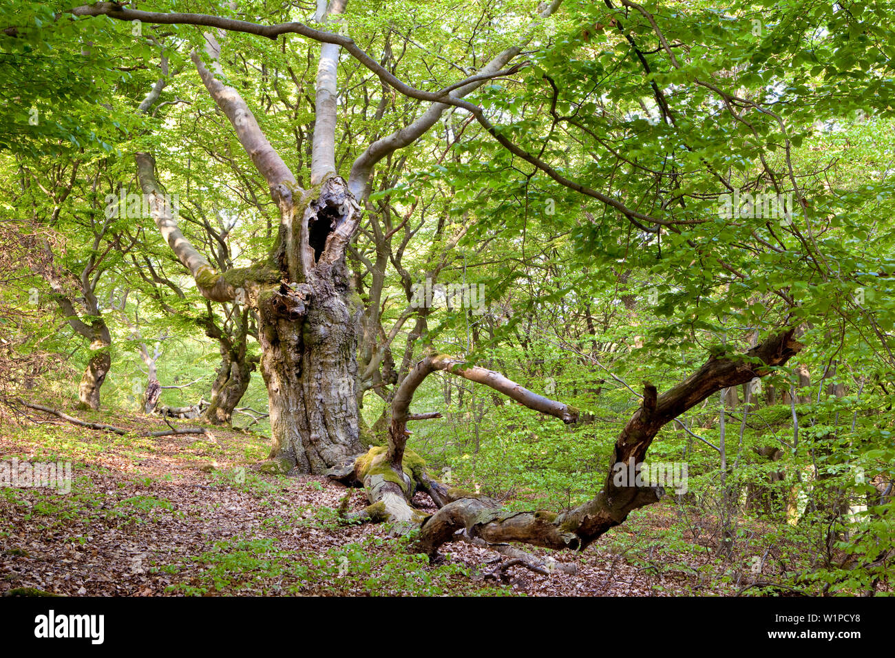 Very old hollowed out common beech trees (Fagus sylvatica) used to feed ...