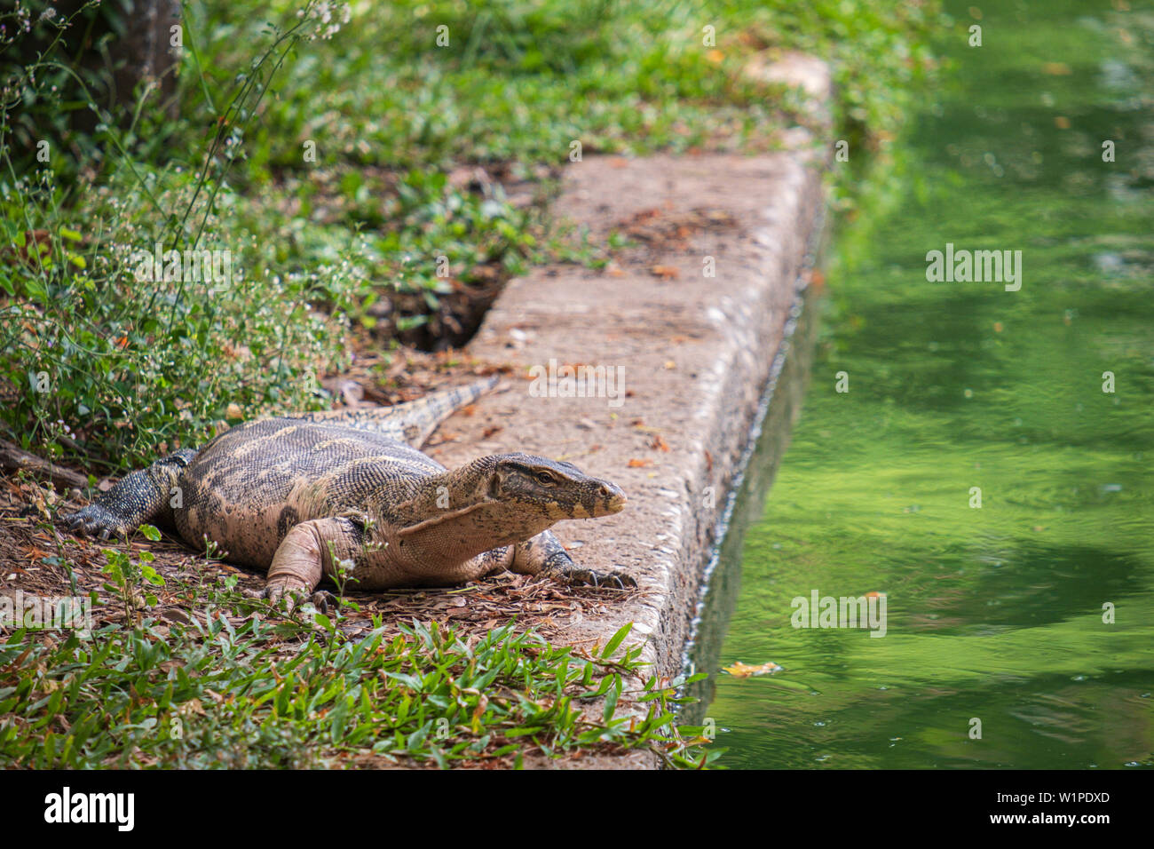Water monitor in Lumpini Park, Bangkok, Thailand Stock Photo - Alamy
