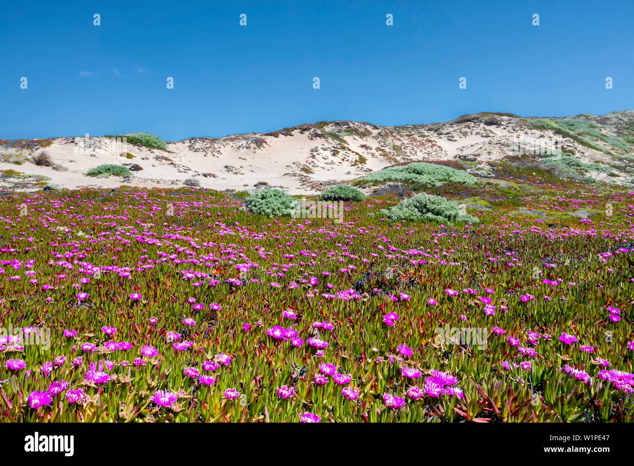 Wild flowers in the dunes, Point Reyes National Seashore, Marin County ...