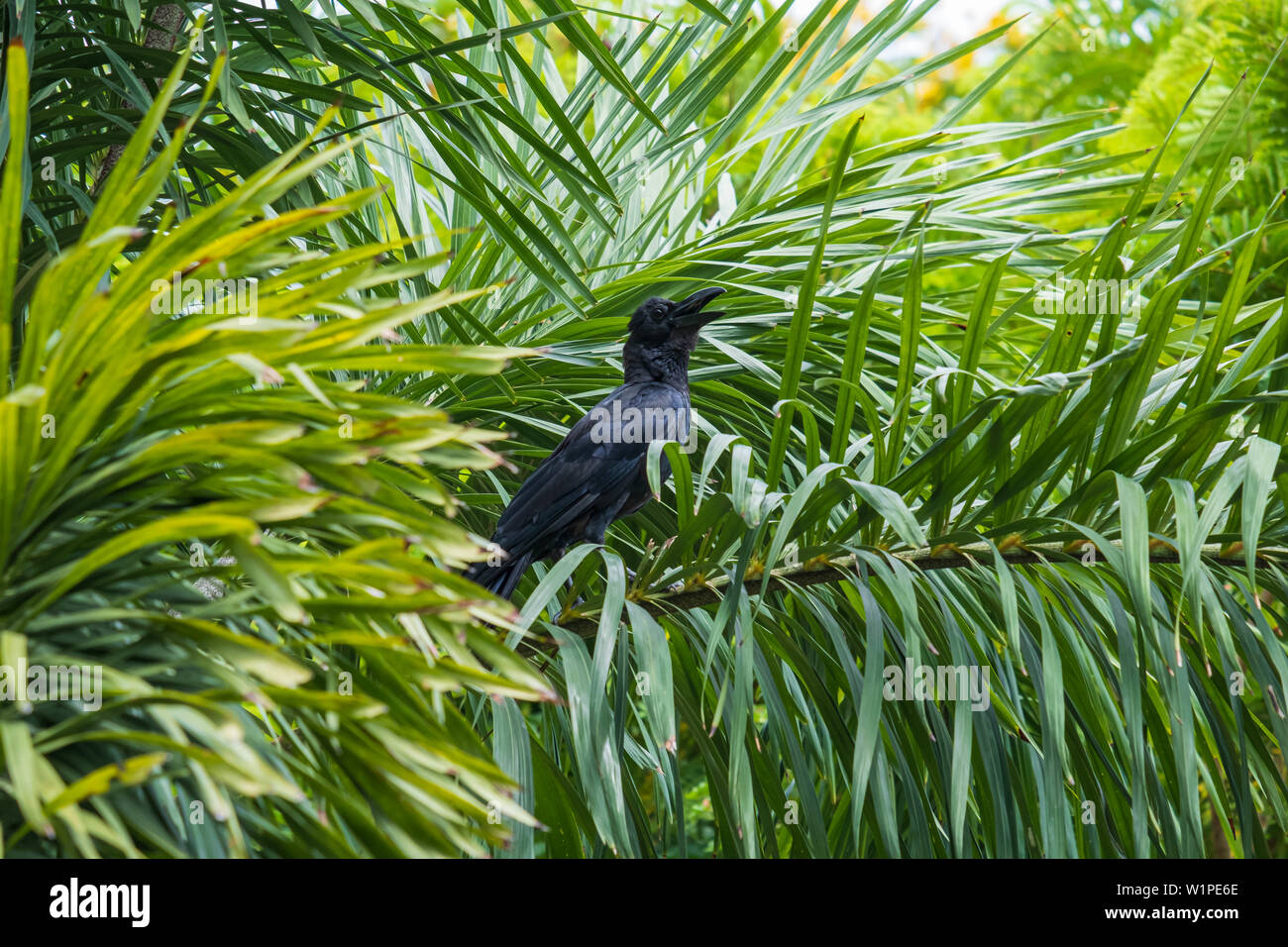 Black crow in tree in Lumipni Park, Bangkok Stock Photo - Alamy