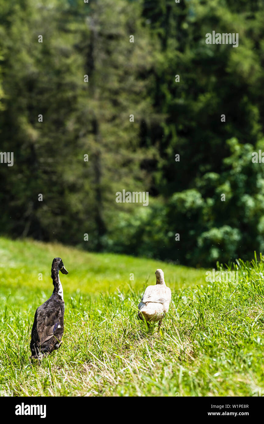 Roaming southern italy hi-res stock photography and images - Alamy