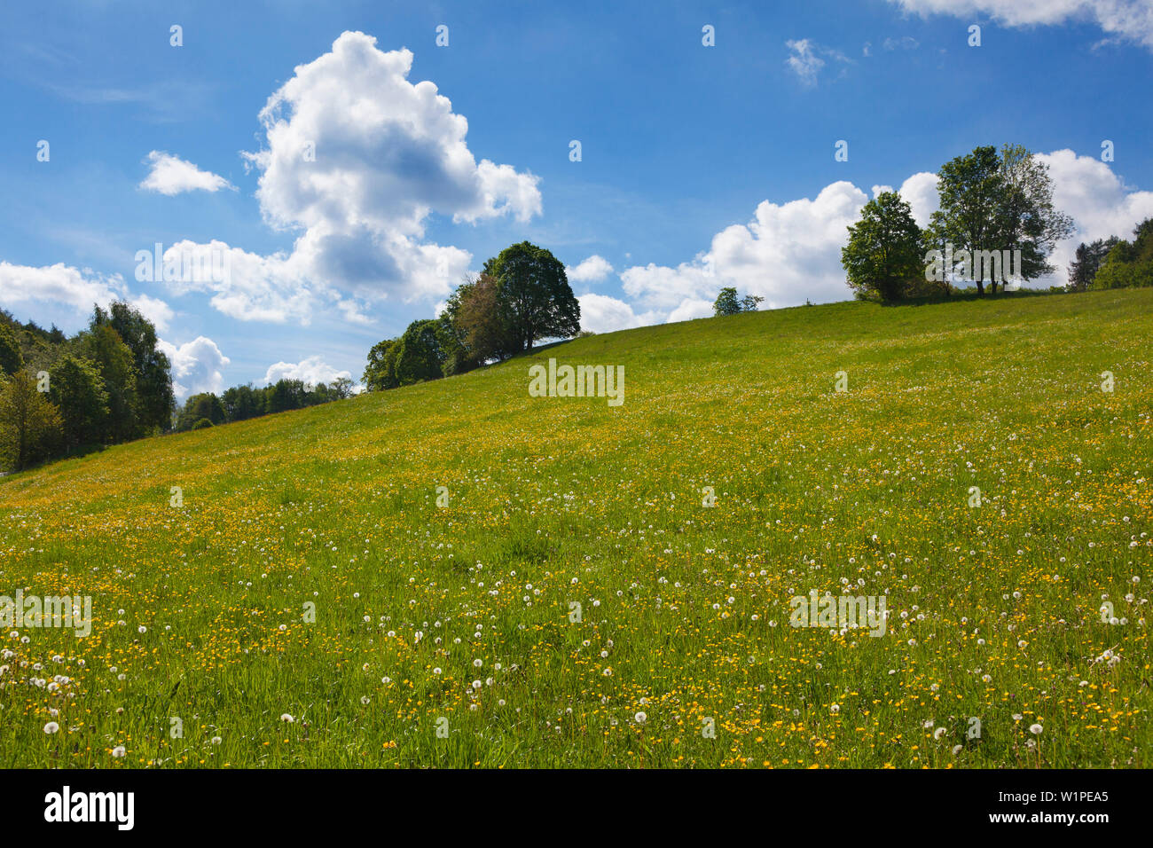 Meadow in forest hi-res stock photography and images - Alamy