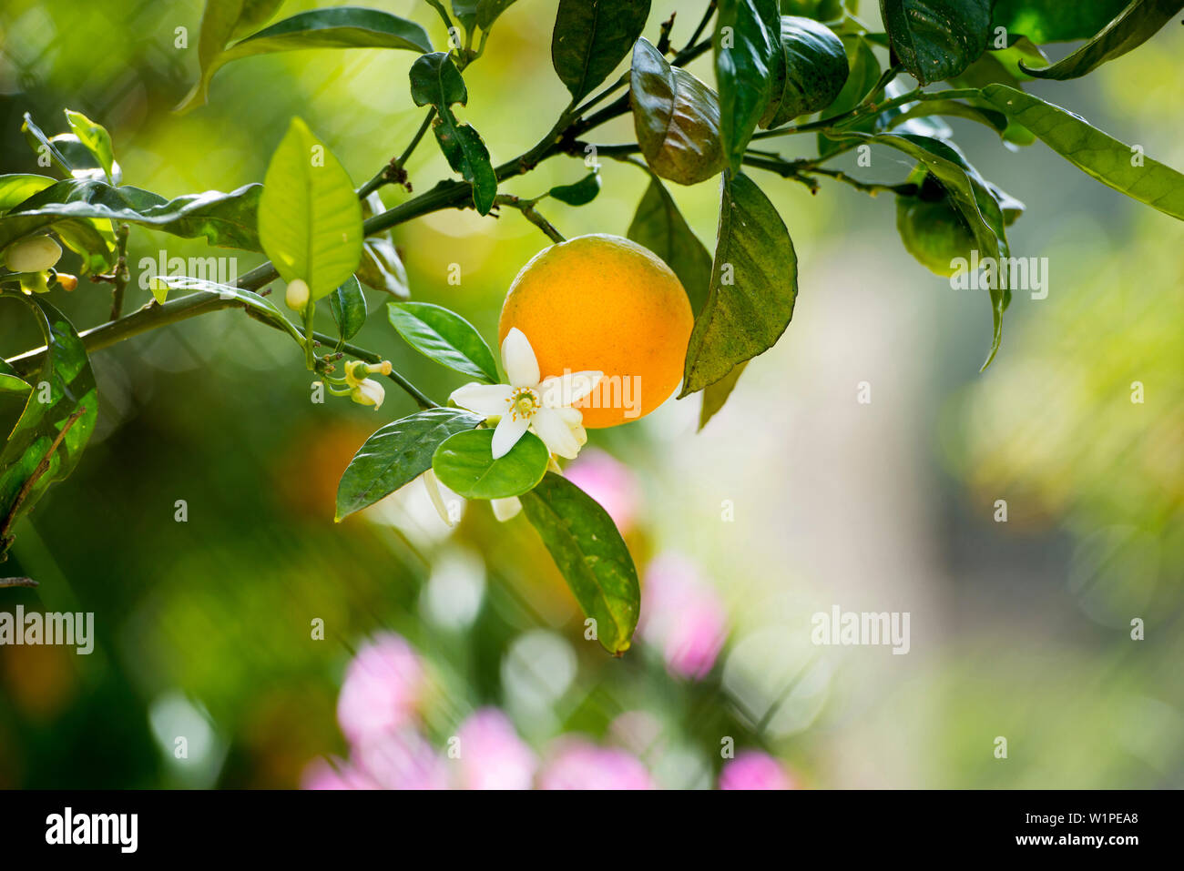 Citrus plantation spain hi-res stock photography and images - Alamy