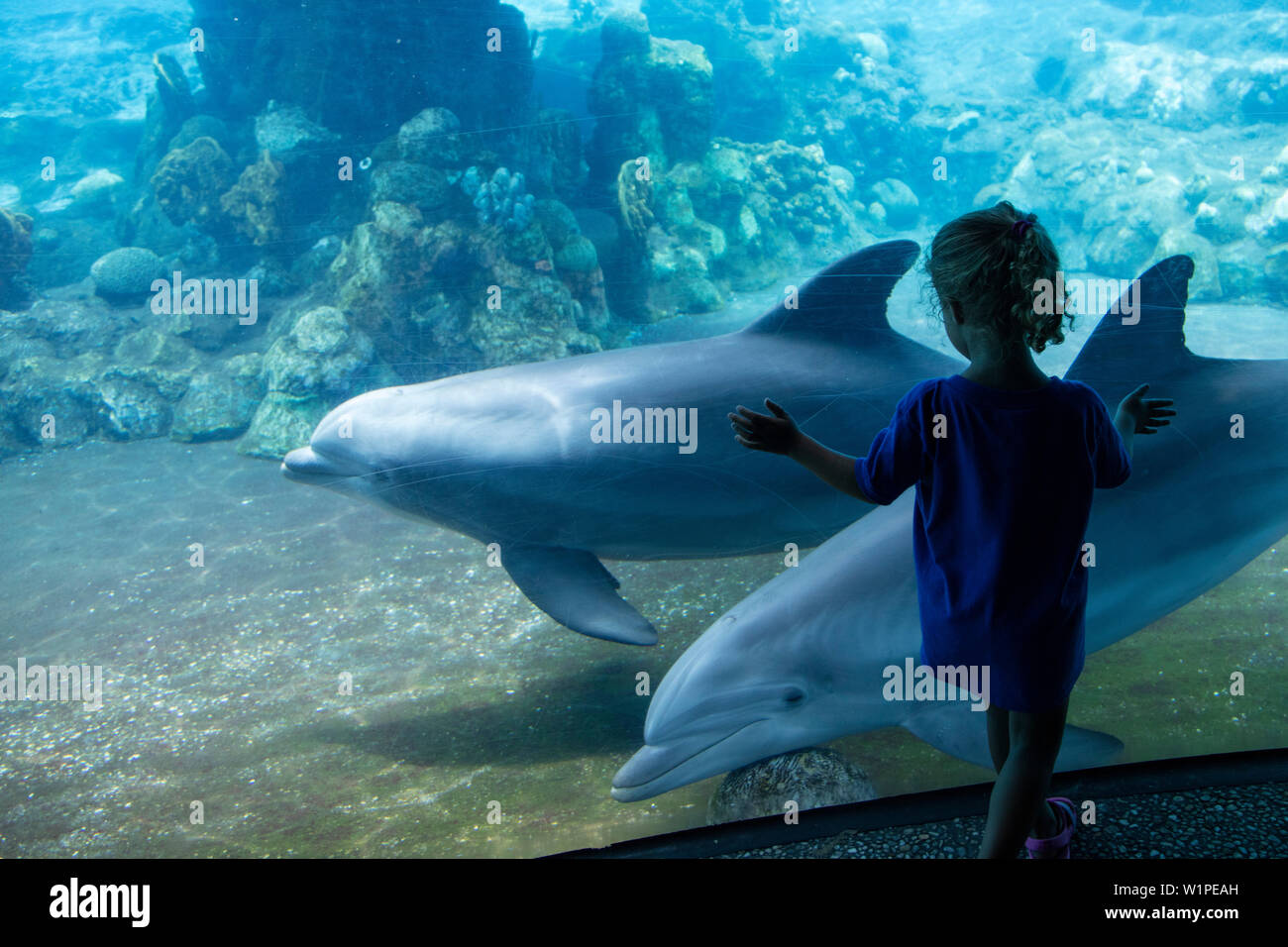 Young girl admires dolphins at Dolphin Theater attraction at Sea World ...