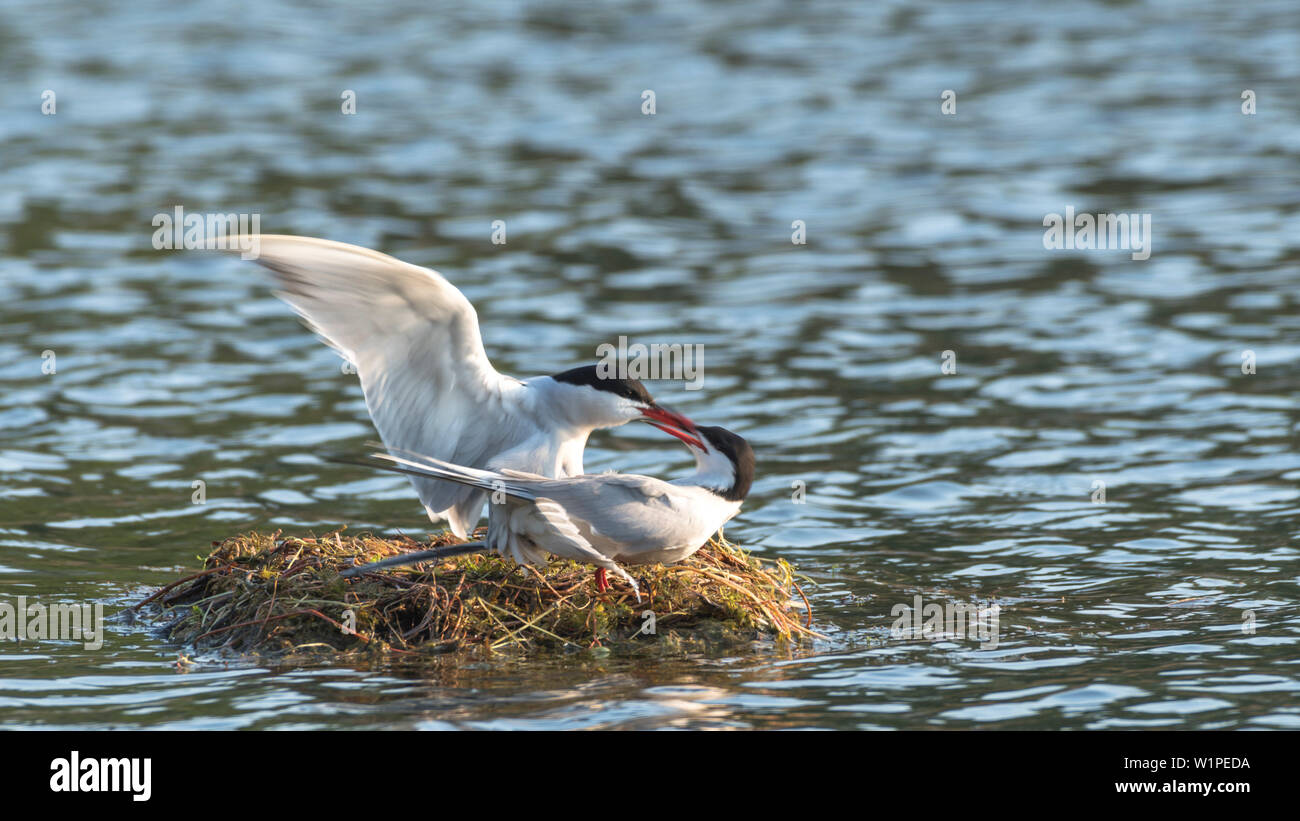 Common terns while mating at the nest Stock Photo - Alamy