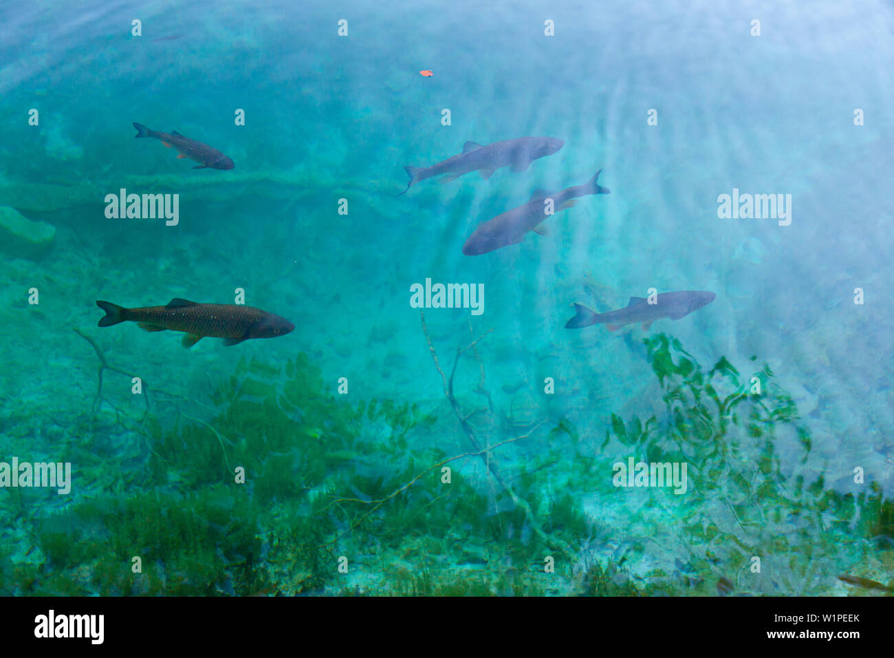 Carpa fish hi-res stock photography and images - Alamy