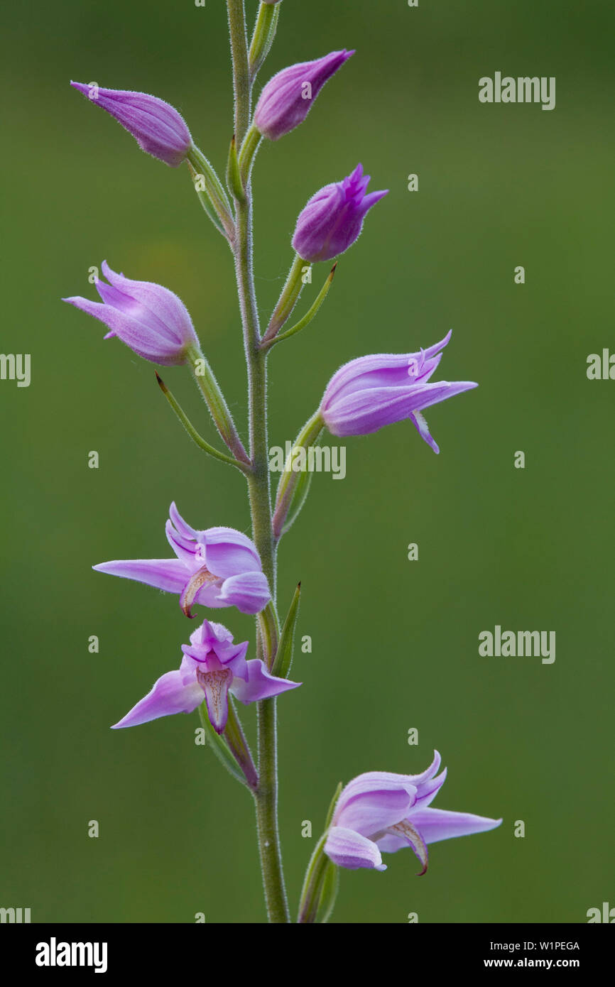 Violet Helleborine High Resolution Stock Photography and Images - Alamy