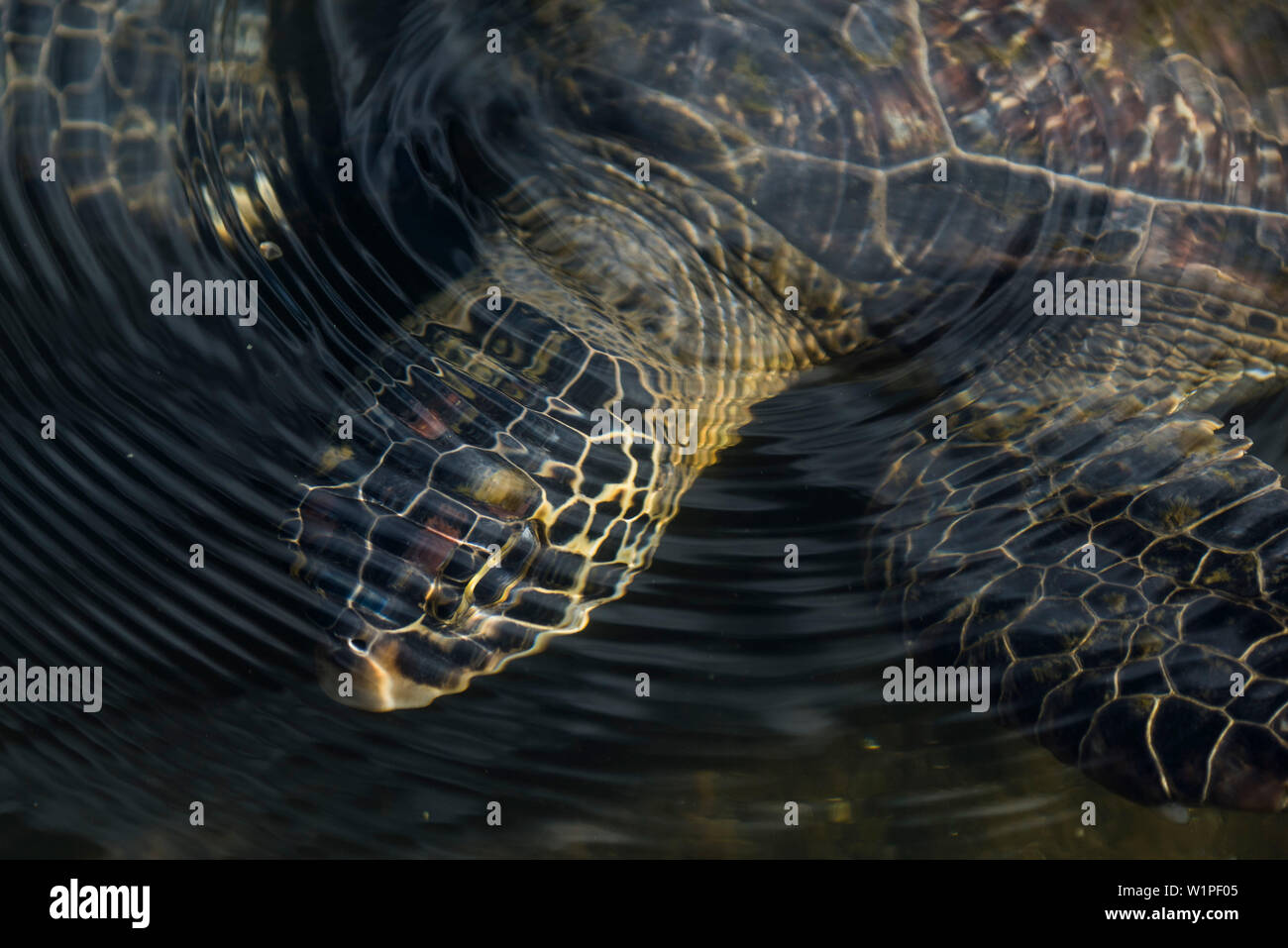 Samoa savaii turtle hi-res stock photography and images - Alamy