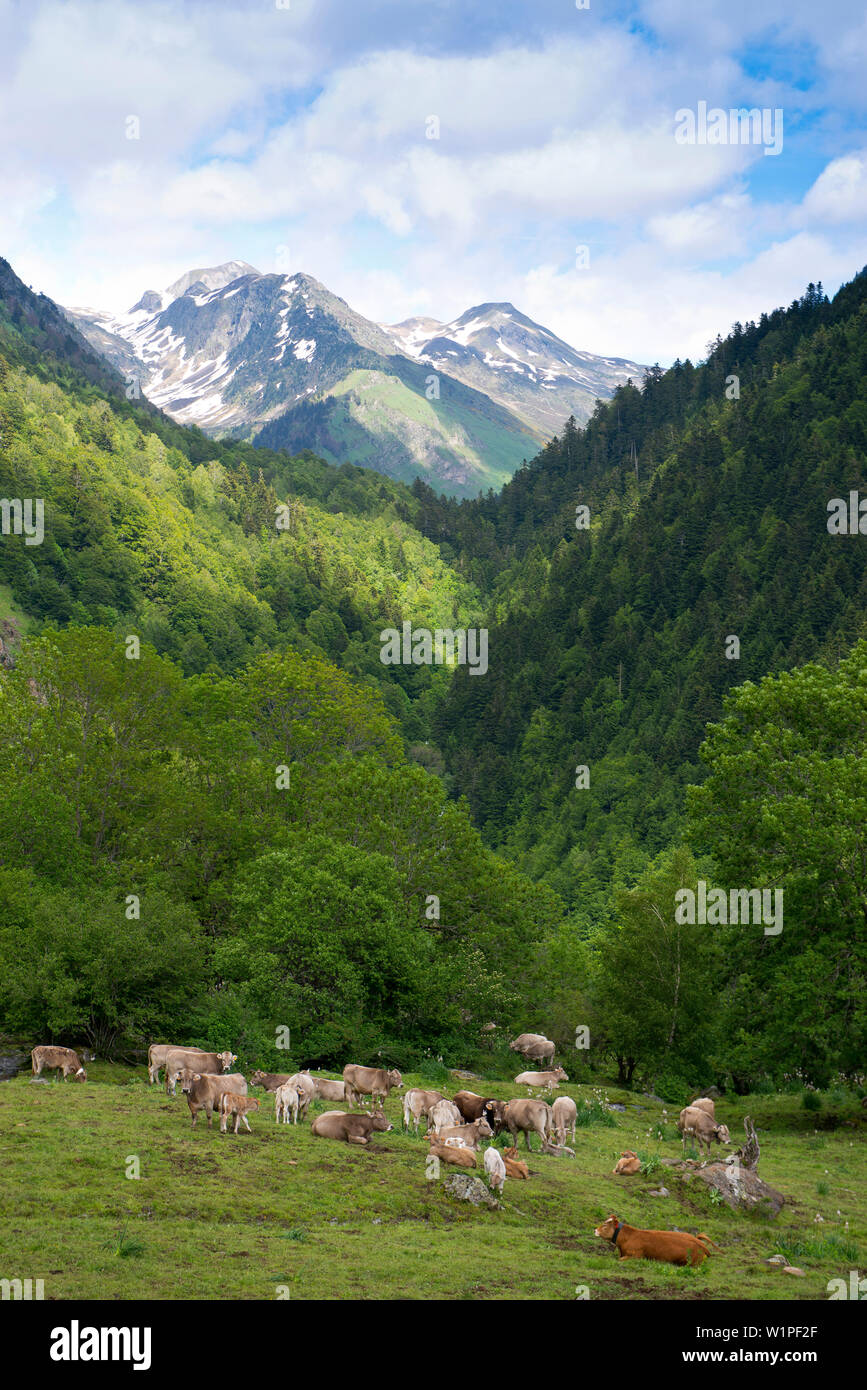 Summer pastures hi-res stock photography and images - Alamy