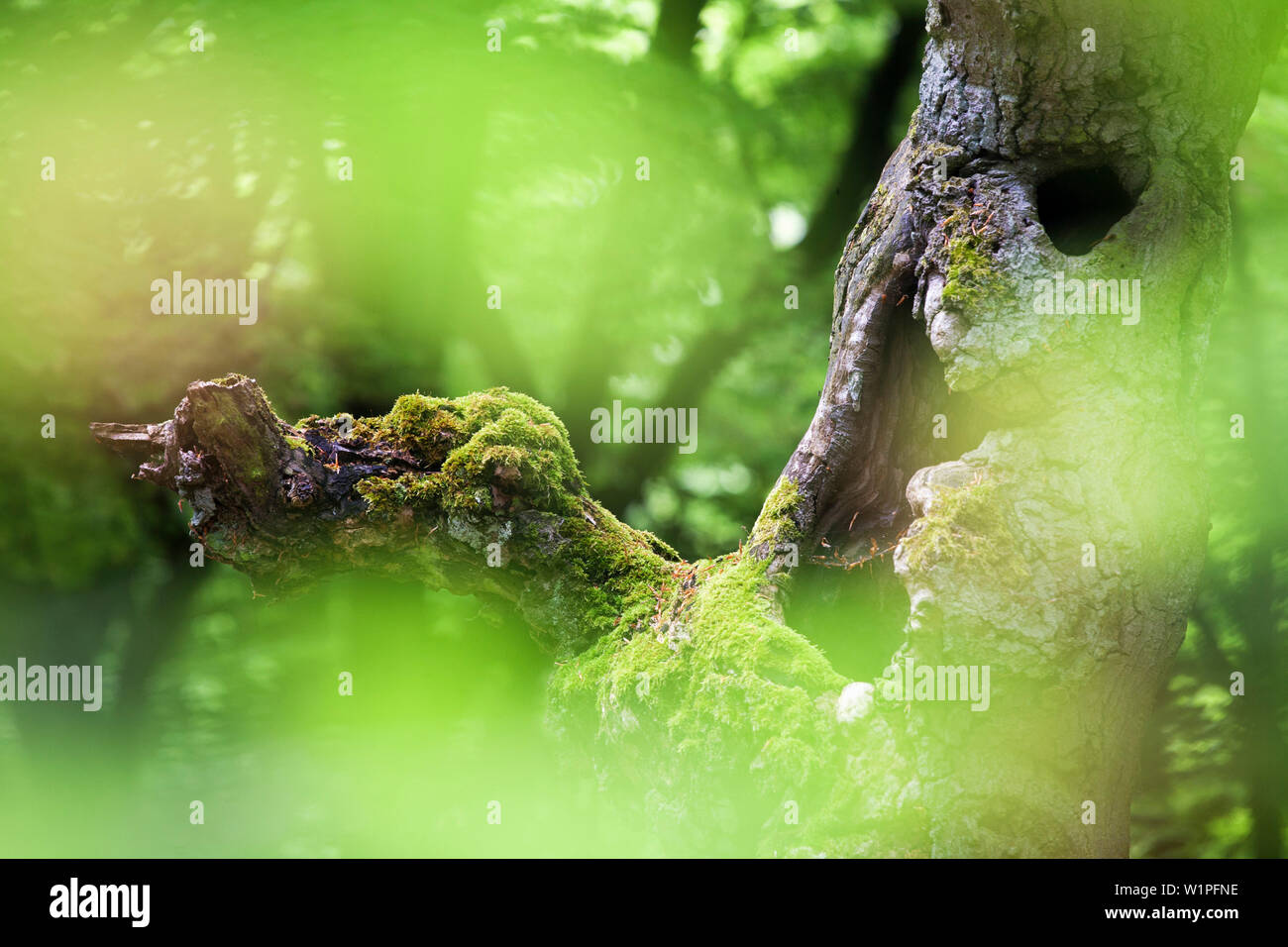 Dead Beech Tree High Resolution Stock Photography and Images - Alamy