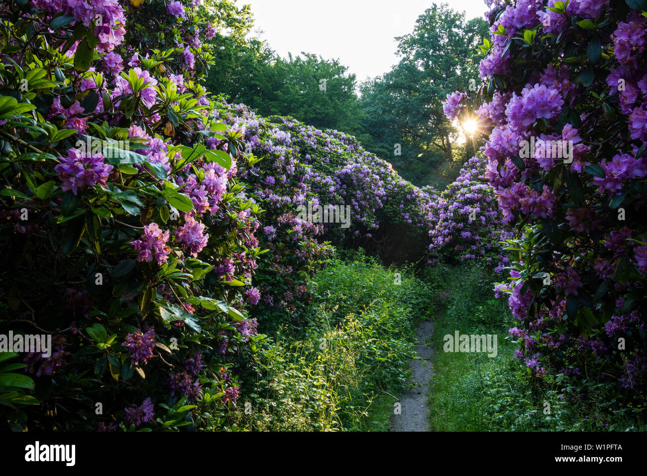 Rhododendron park hi-res stock photography and images - Alamy