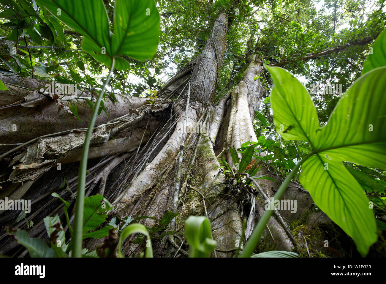 Ficus trees hi-res stock photography and images - Alamy