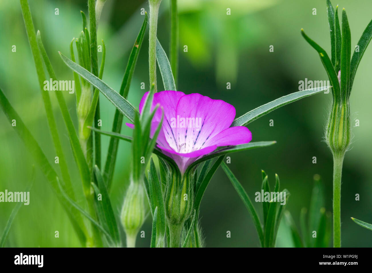 Corn cockle flower hi-res stock photography and images - Alamy