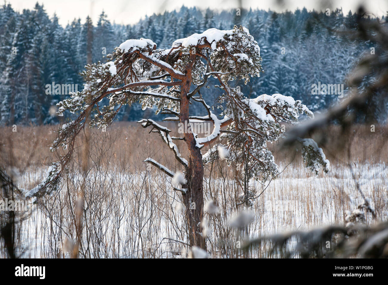Pine tree at lake in winter, Pinus sylvestris, Großer Ostersee, Upper ...