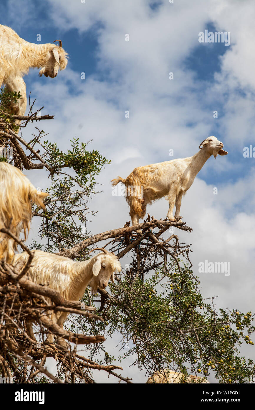 Goats on trees, Morocco, Africa Stock Photo - Alamy