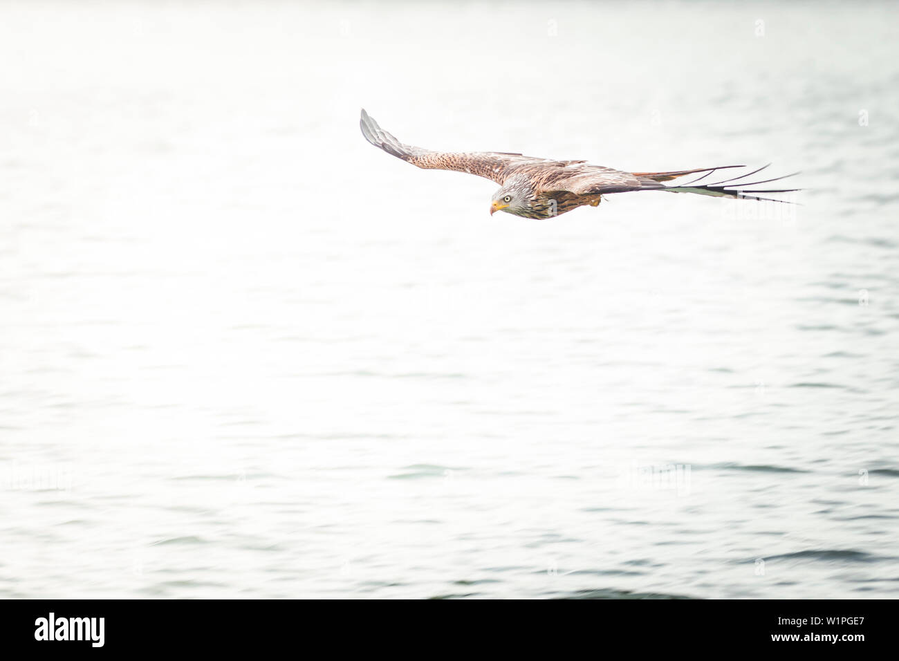Red Kite Landing High Resolution Stock Photography and Images - Alamy