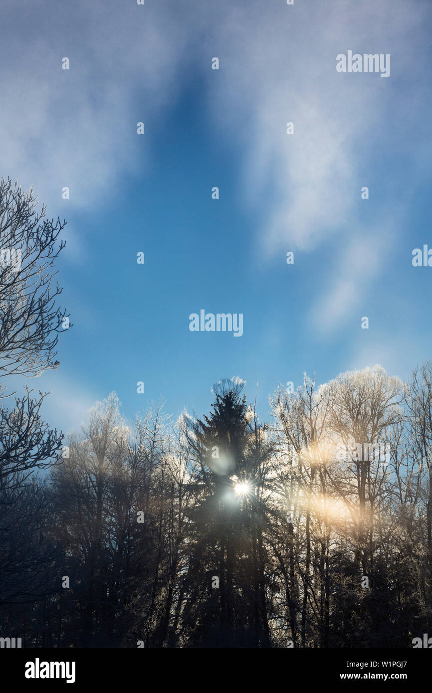 trees in morning mist, sunrays, ghost image, Upper Bavaria, Germany ...