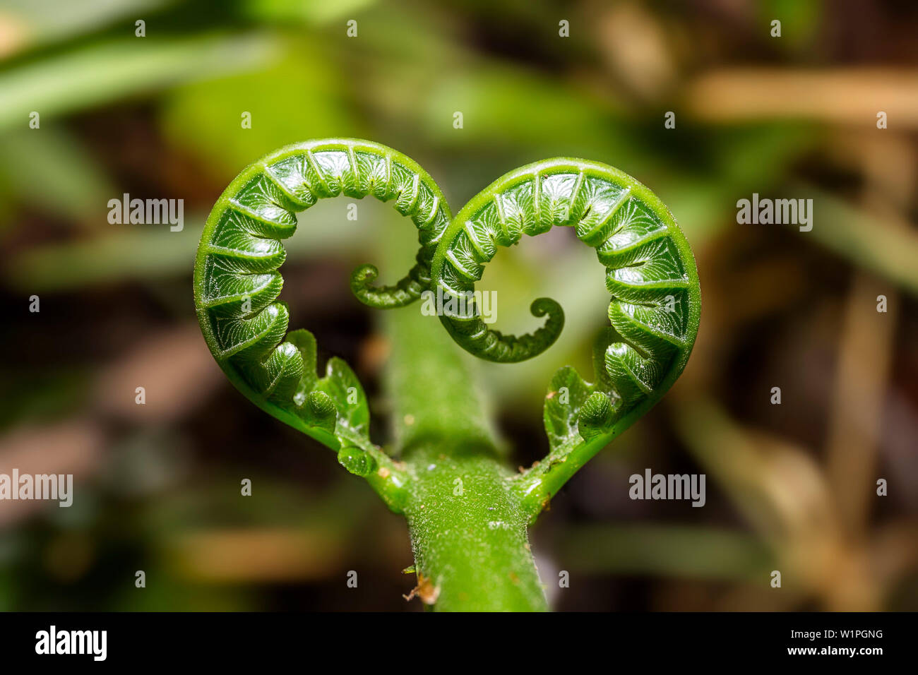 unfolding fern leaves, rainforest, Tobago, West Indies, Caribbean ...