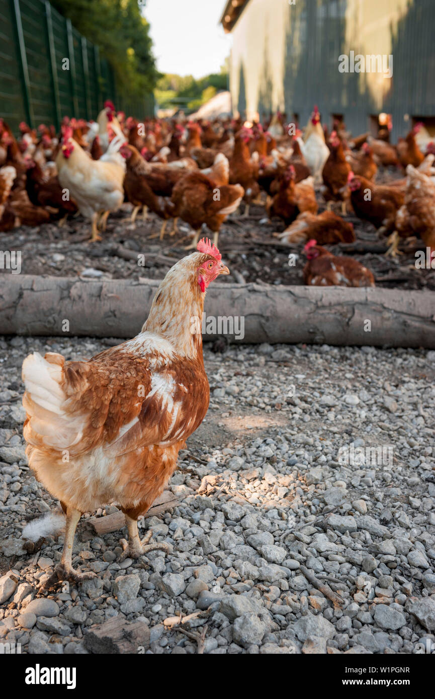 Free range chickens, hens, farmer, organic, agriculture, farming ...