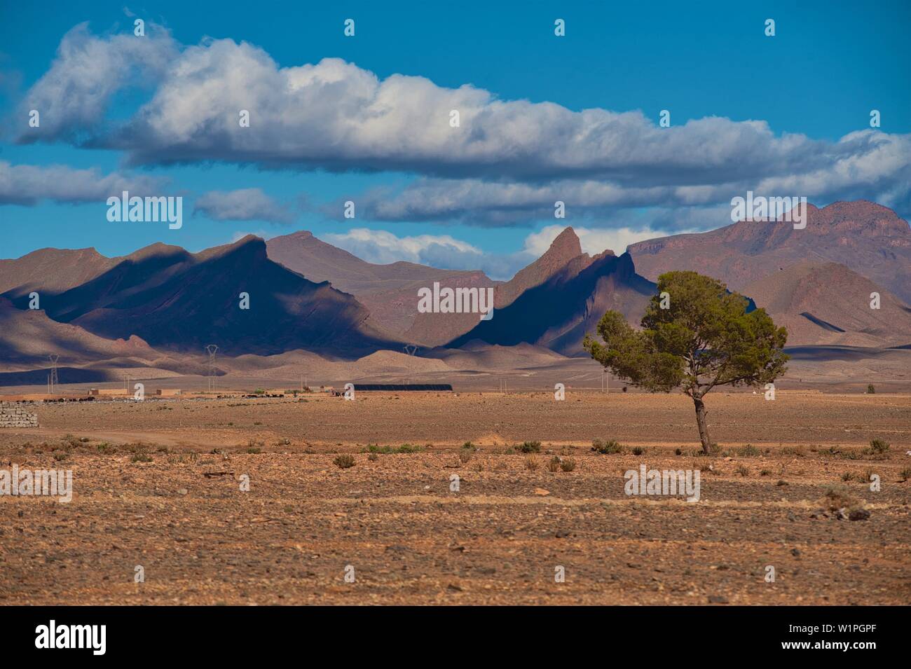 Middle Eastern Botany High Resolution Stock Photography and Images - Alamy