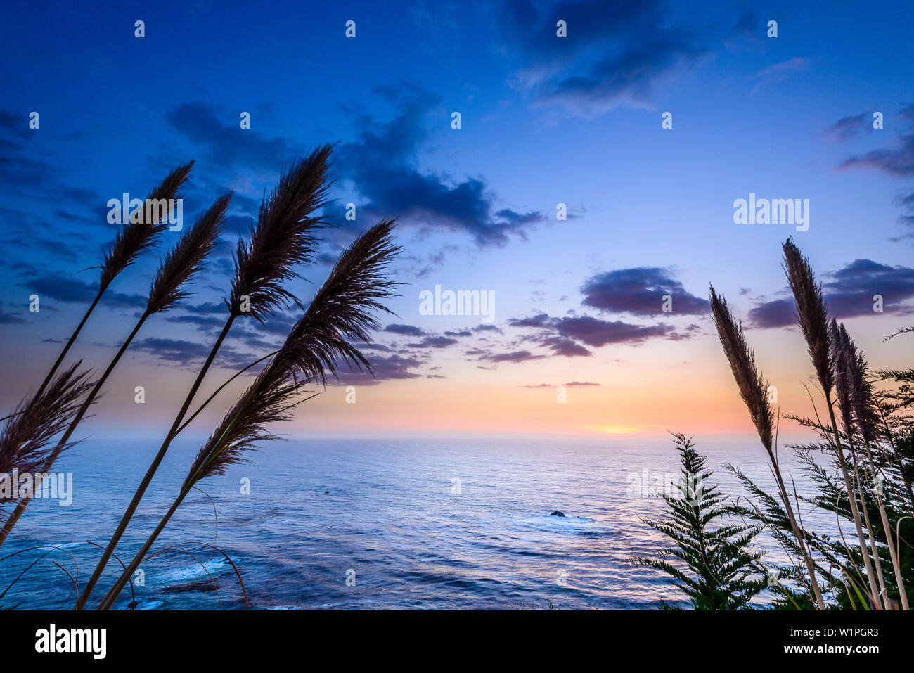 Reed by sunset hi-res stock photography and images - Alamy