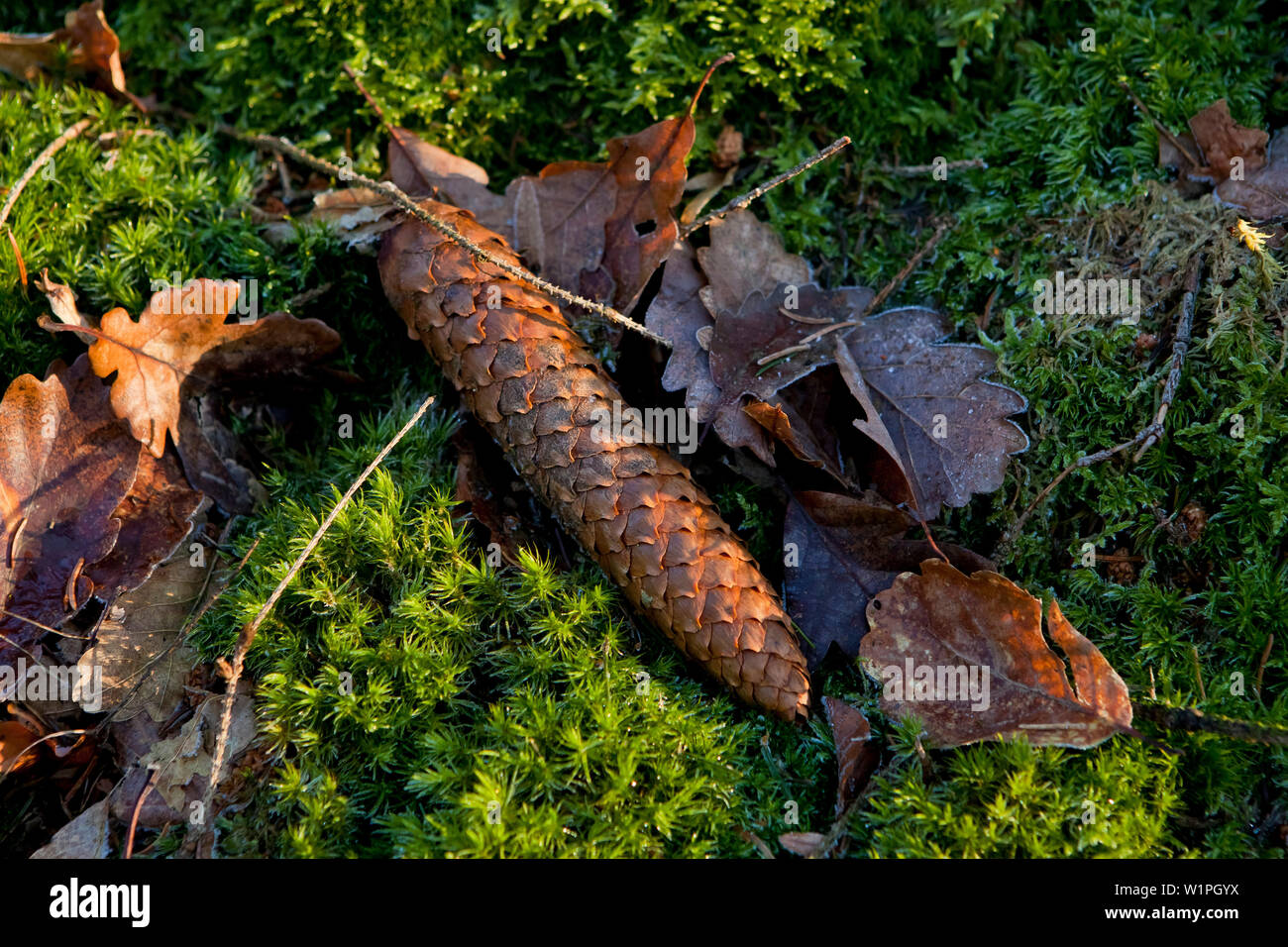 Oak tree top plan view hi-res stock photography and images - Alamy