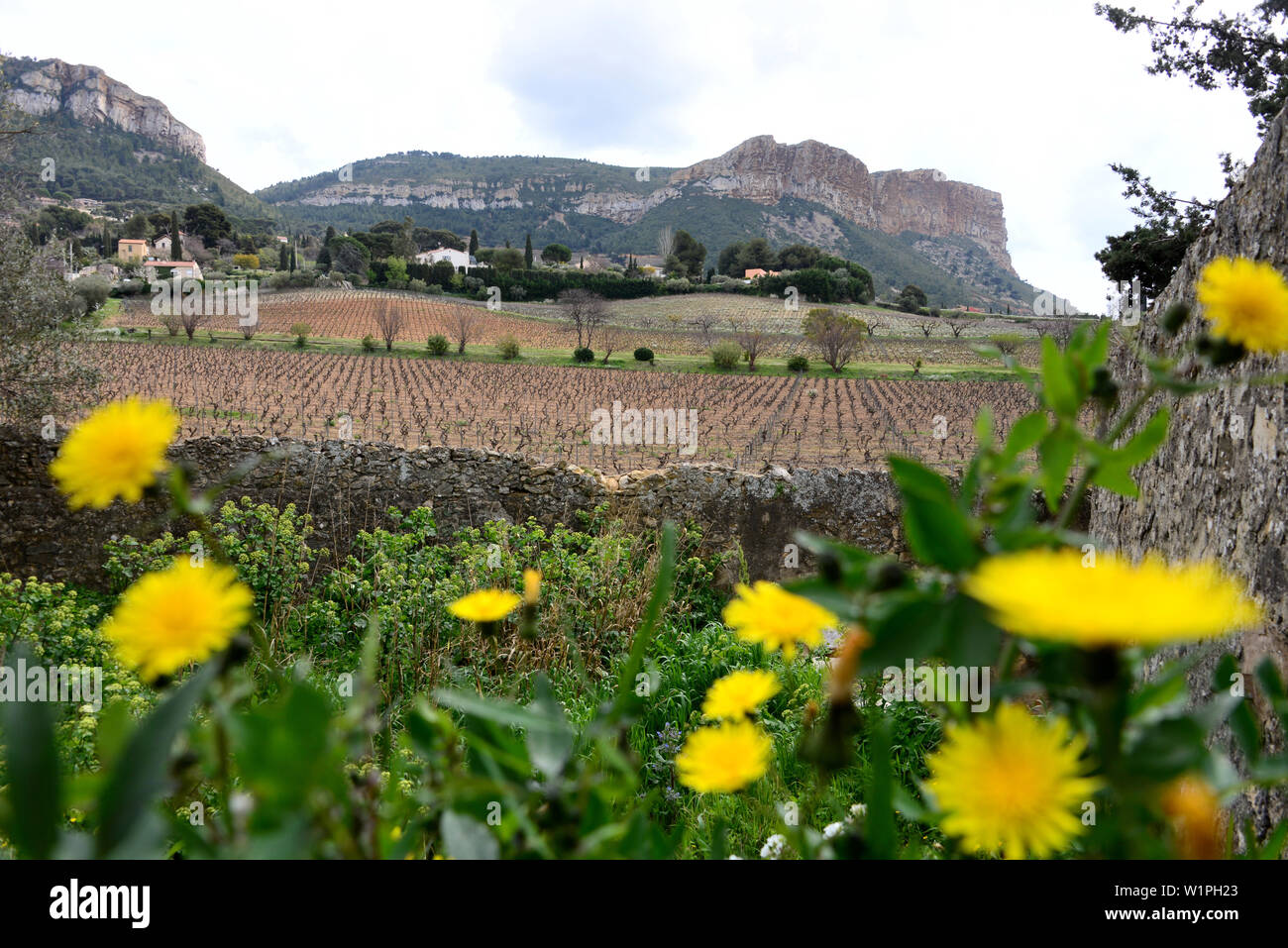Cassis Vineyard High Resolution Stock Photography and Images - Alamy