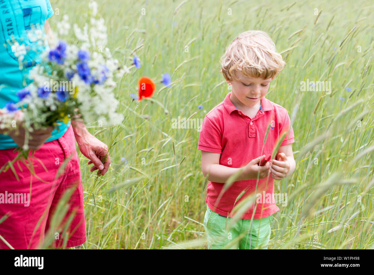 Boy picking flowers hi-res stock photography and images - Alamy