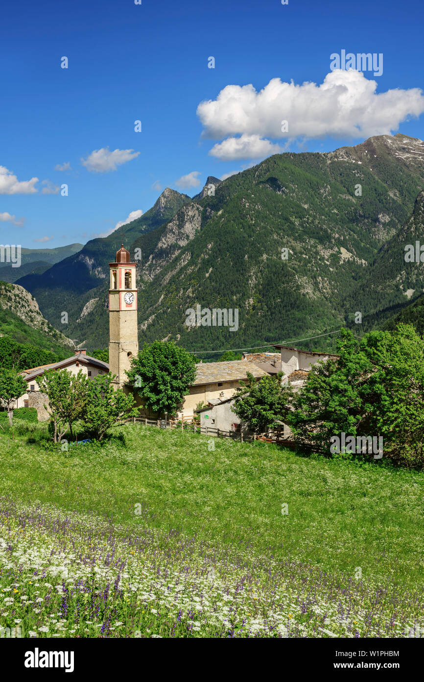 Alpine meadow with flowers with alpine village in background, Val Maira ...
