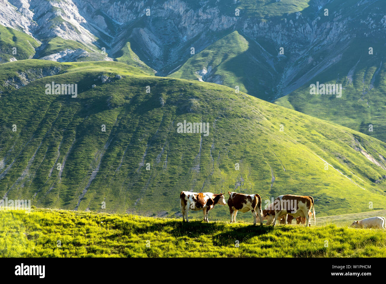 Abruzzi cattle hi-res stock photography and images - Alamy