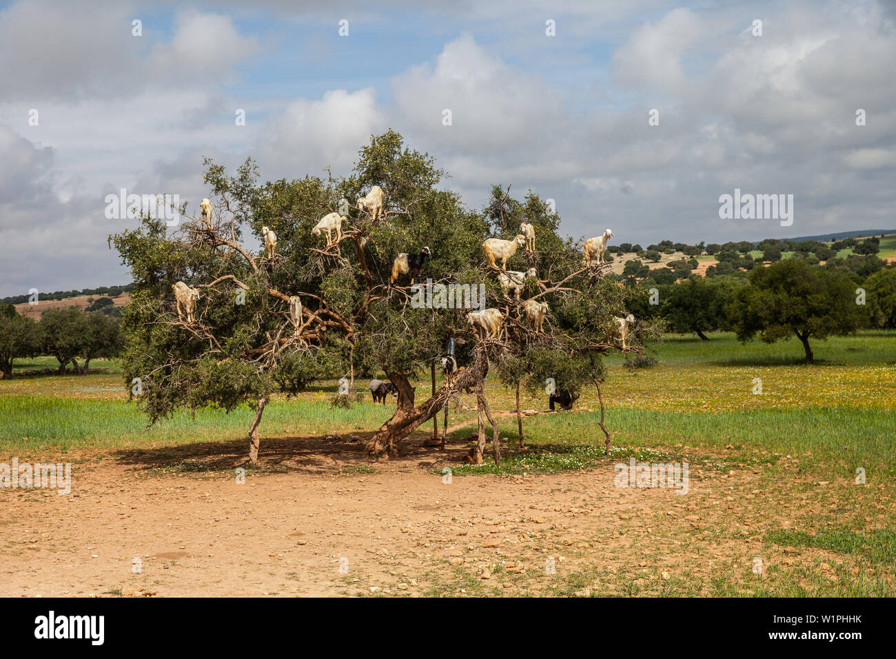 Goat tree fodder hi-res stock photography and images - Alamy