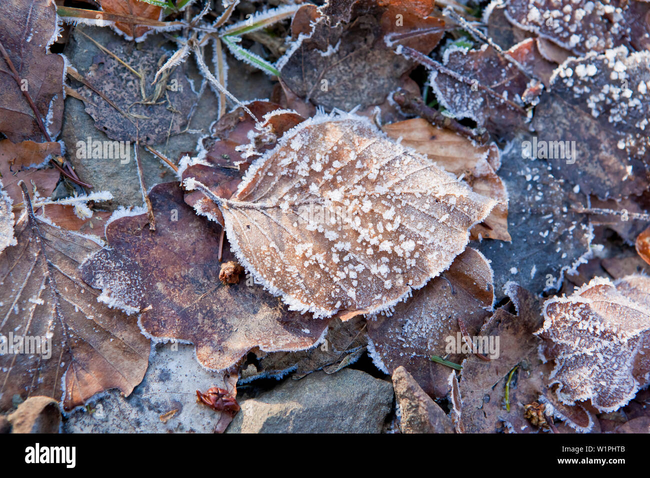 Beech leaf frost hi-res stock photography and images - Alamy