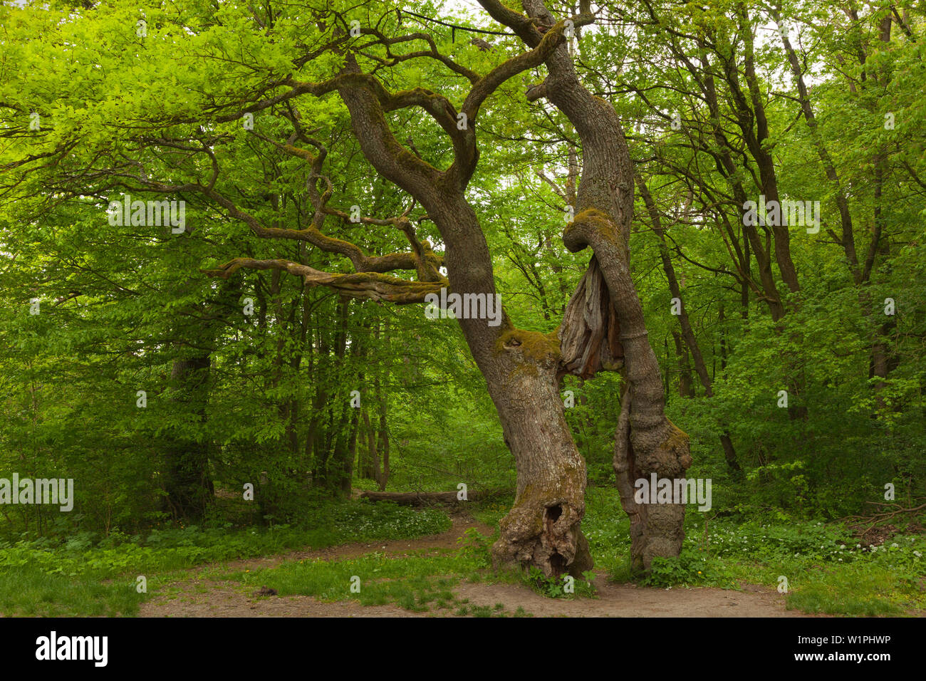 Germanys National Tree