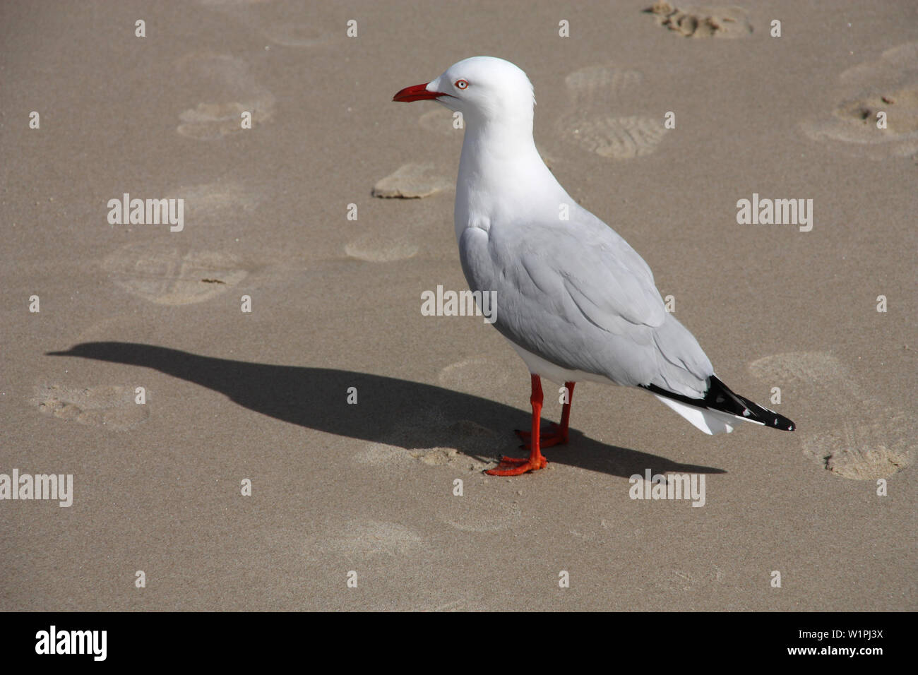 Silver Gull (Chroicocephalus novaehollandiae) in Queensland, also known ...