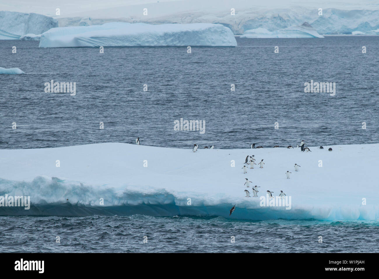 Gentoo penguins (Pygoscelis papua) approach the edge of a large ice ...