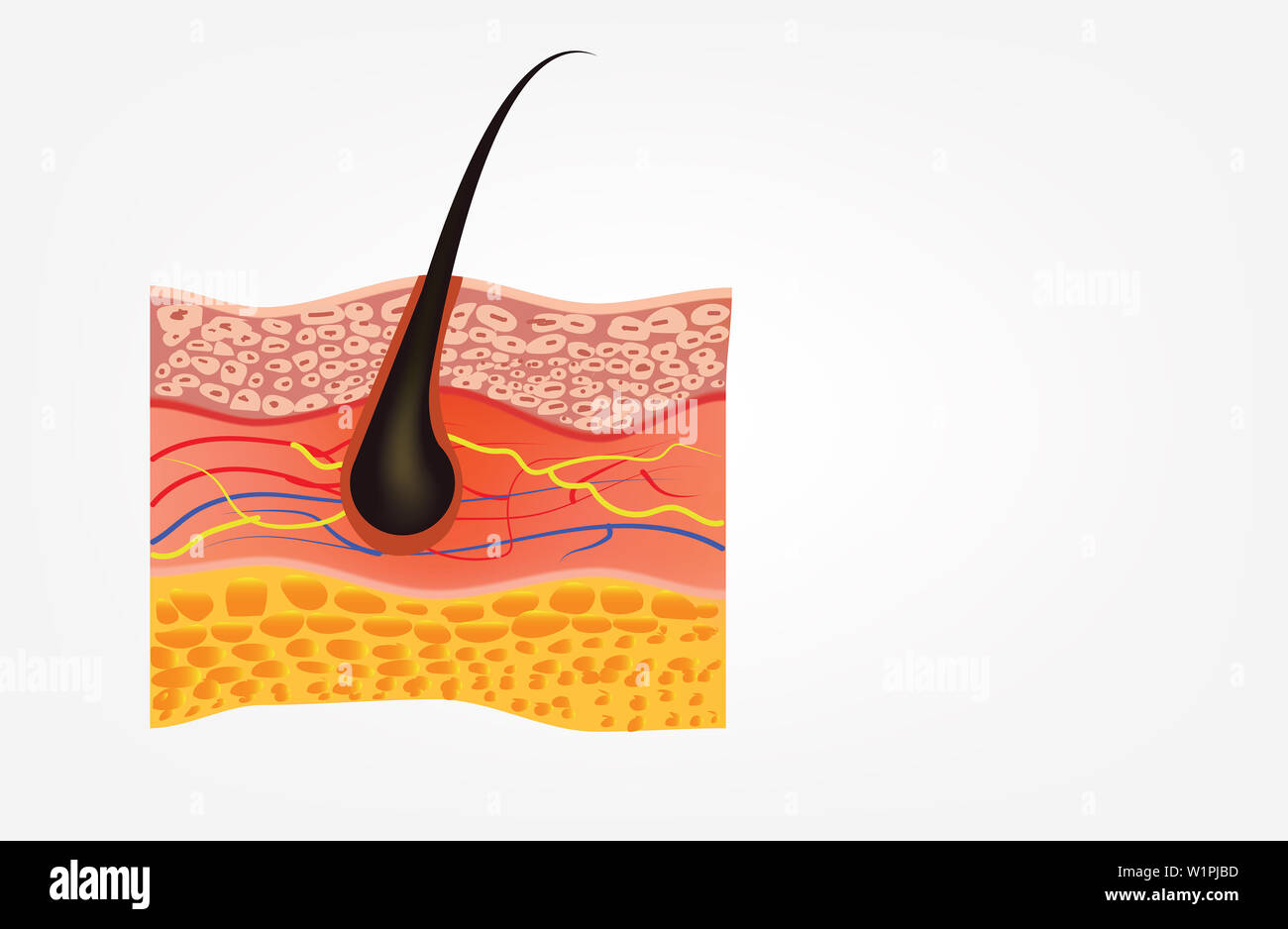 Healthy human skin layer with pores, and muscle tissue medical use ...